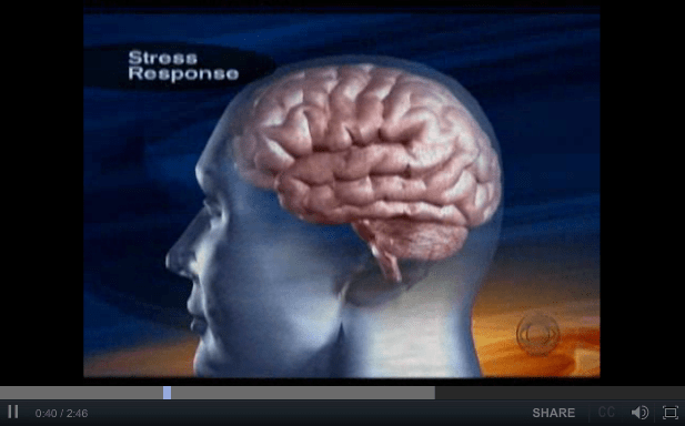 Effects of Chronic Stress on the Brain - a CBS Video Short - The Boston ...
